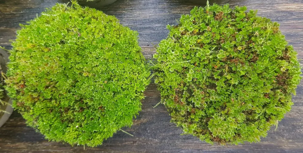 Bioreceptive Concrete